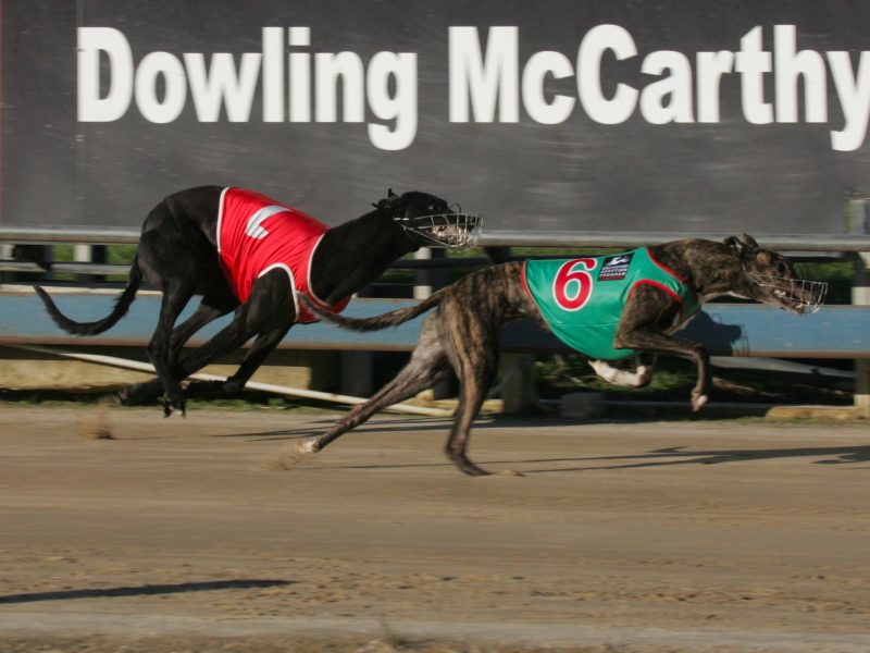 Tiger continues the racing spark in Gerrard family – Tasracing