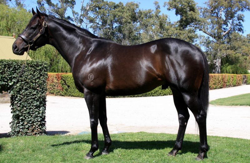 Ambidexter latest addition to Tasmania’s stallion ranks – Tasracing