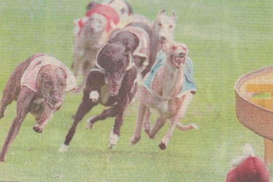 2021 Tas Greyhound Hall of Fame inductees announced – Tasracing