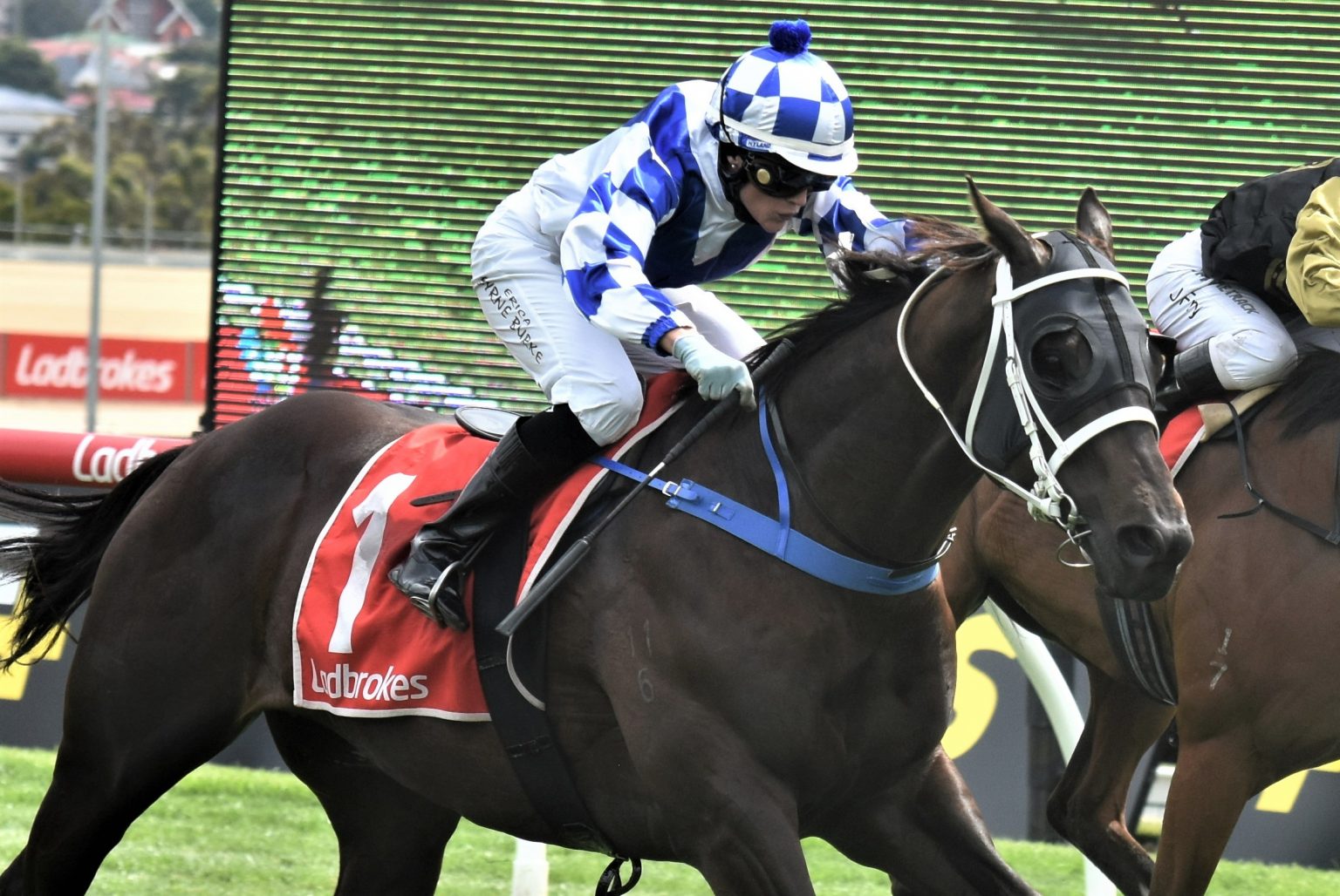 Flannery steering his lady in right direction – Tasracing