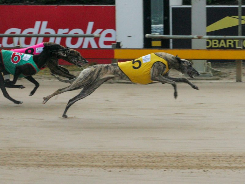 Shane Yates Memorial the feature in Hobart – Tasracing