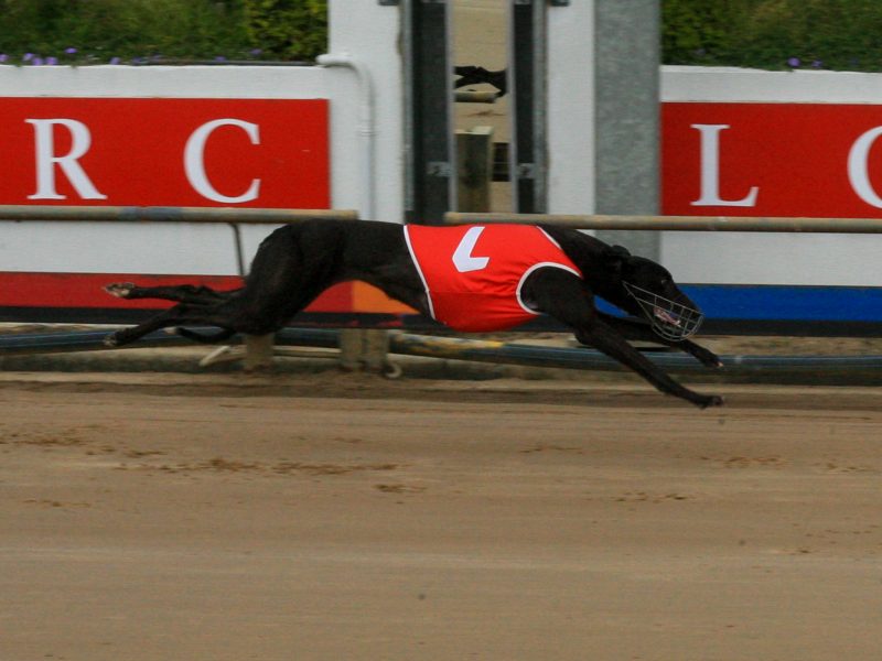 Tasracing FORMPLUS | Data driven