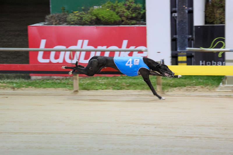 Tasracing FORMPLUS | Data driven