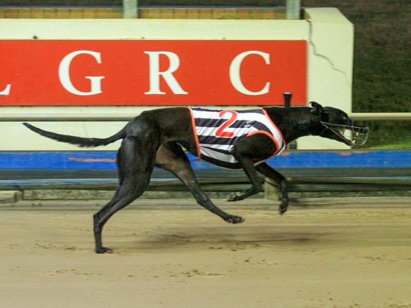 Tasracing FORMPLUS | Data driven