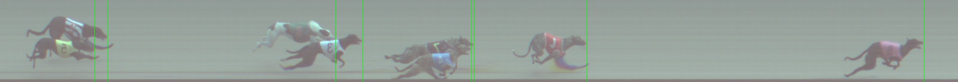 Greyhound Form Guide - Tasracing FORMPLUS | Data driven