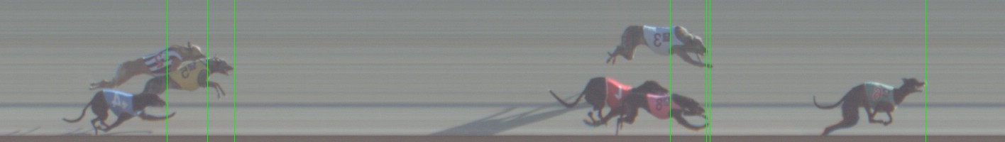 Greyhound Form Guide - Tasracing FORMPLUS | Data driven