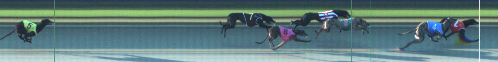 Greyhound Form Guide - Tasracing FORMPLUS | Data driven