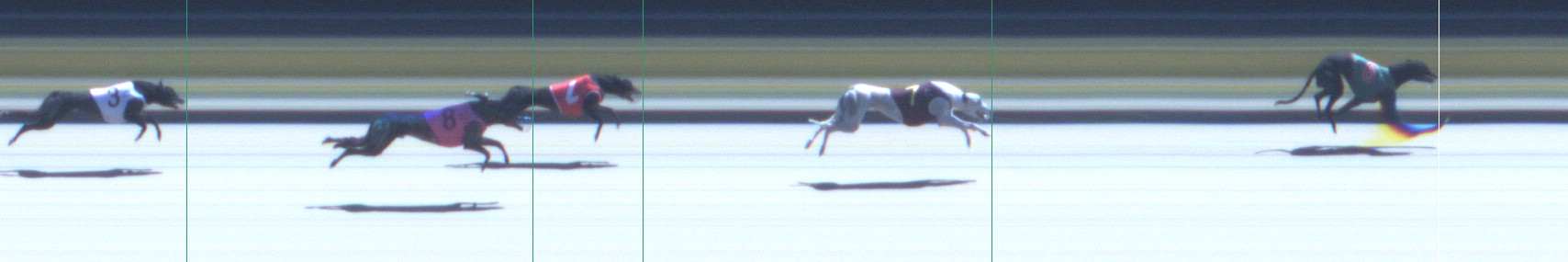 Greyhound Form Guide - Tasracing FORMPLUS | Data driven