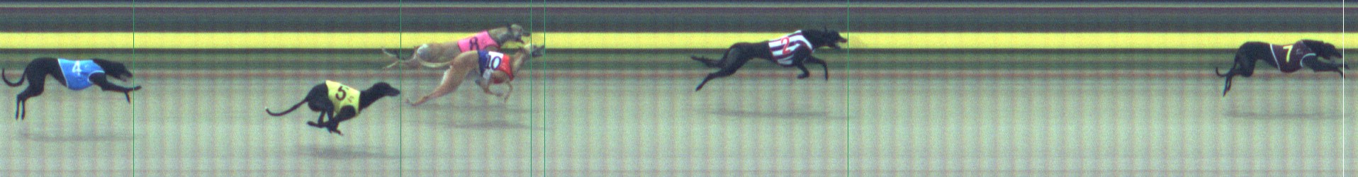 Greyhound Form Guide - Tasracing FORMPLUS | Data driven