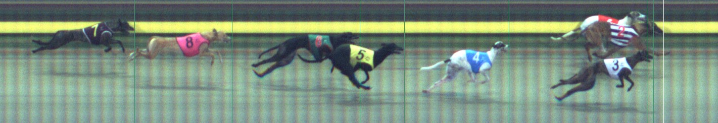 Greyhound Form Guide - Tasracing FORMPLUS | Data driven