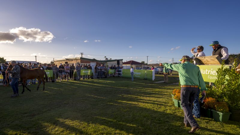 Incentive to invest at the 2025 Tasmanian Harness Yearling Sale – Tasracing