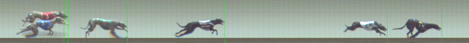 Greyhound Form Guide - Tasracing FORMPLUS | Data driven