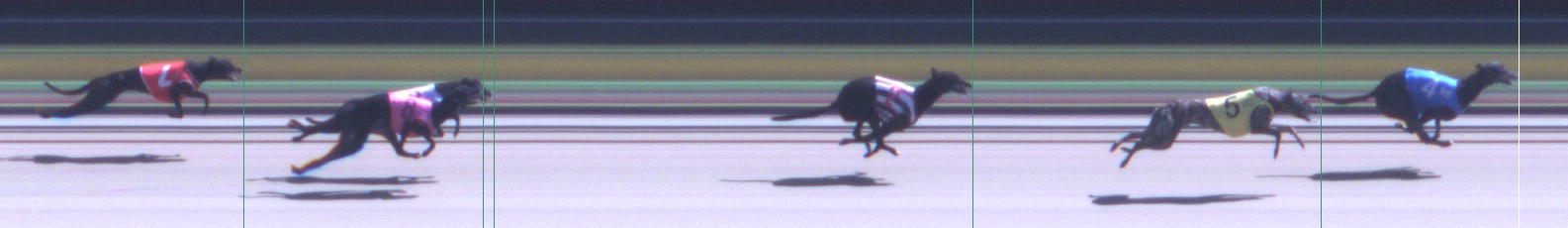 Greyhound Form Guide - Tasracing FORMPLUS | Data driven