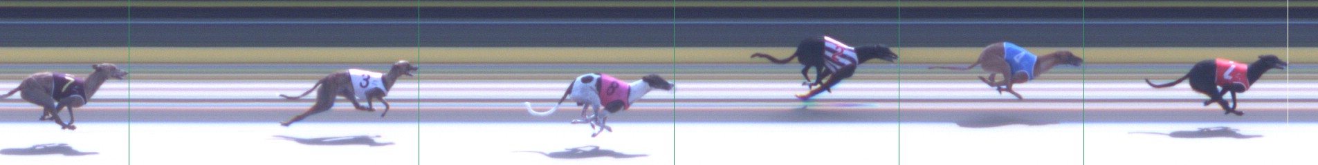 Greyhound Form Guide - Tasracing FORMPLUS | Data driven