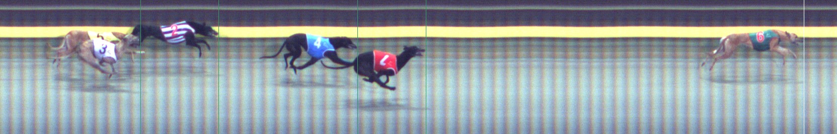 Greyhound Form Guide - Tasracing FORMPLUS | Data driven