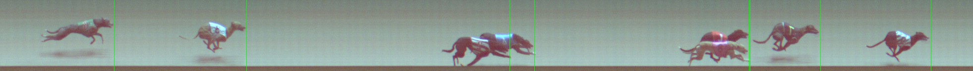 Greyhound Form Guide - Tasracing FORMPLUS | Data driven