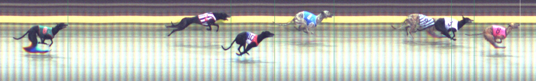 Greyhound Form Guide - Tasracing FORMPLUS | Data driven