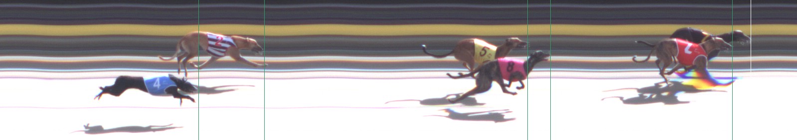 Greyhound Form Guide - Tasracing FORMPLUS | Data driven