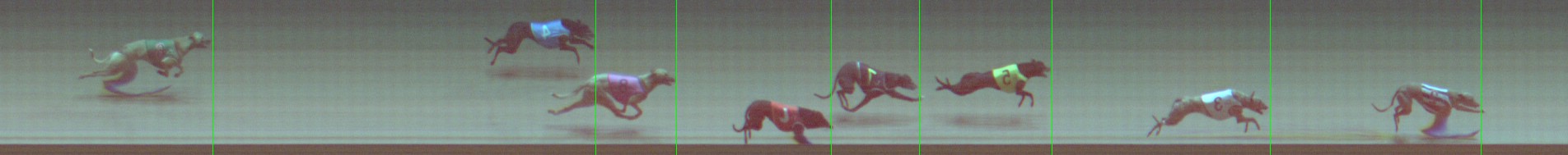 Greyhound Form Guide - Tasracing FORMPLUS | Data driven