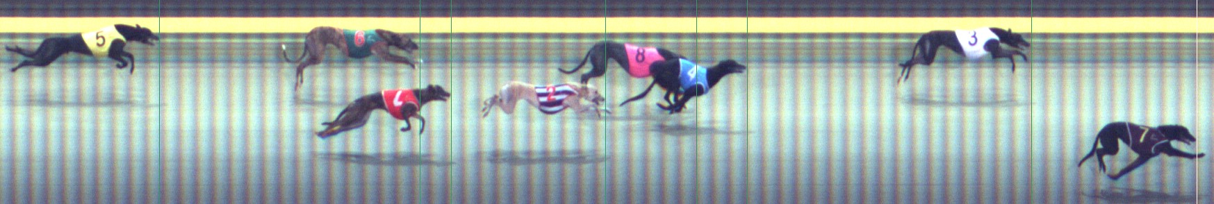 Greyhound Form Guide - Tasracing FORMPLUS | Data driven