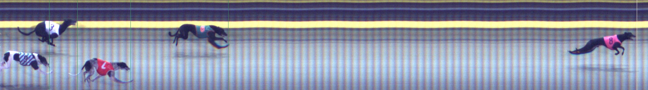 Greyhound Form Guide - Tasracing FORMPLUS | Data driven