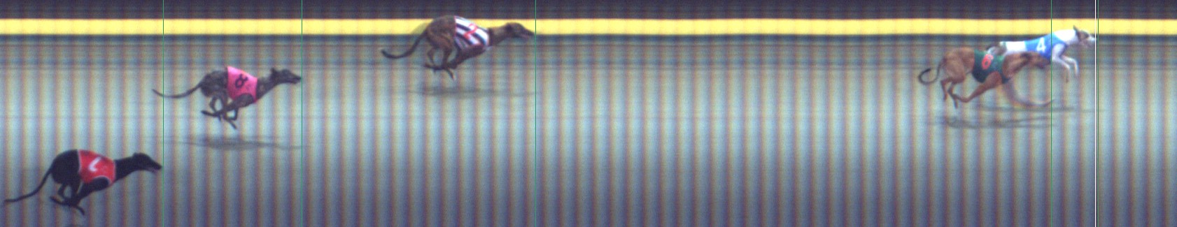 Greyhound Form Guide - Tasracing FORMPLUS | Data driven