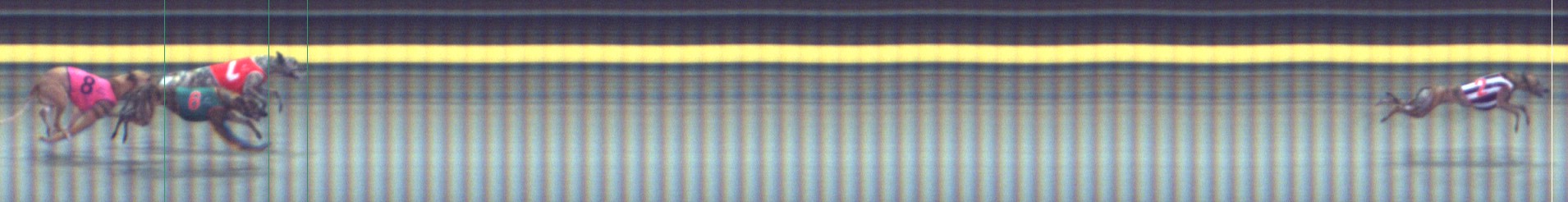 Greyhound Form Guide - Tasracing FORMPLUS | Data driven