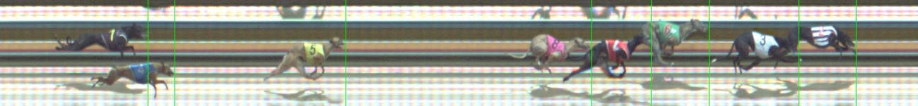 Greyhound Form Guide - Tasracing FORMPLUS | Data driven