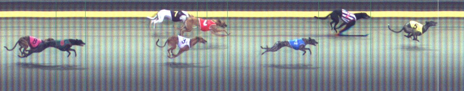 Greyhound Form Guide - Tasracing FORMPLUS | Data driven