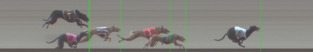 Greyhound Form Guide - Tasracing FORMPLUS | Data driven