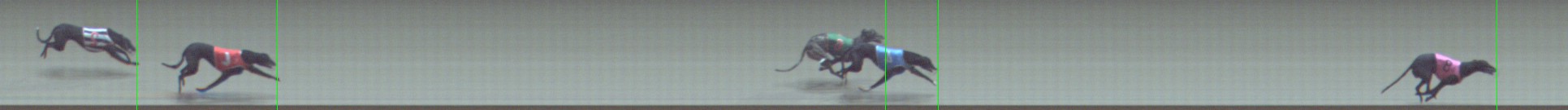 Greyhound Form Guide - Tasracing FORMPLUS | Data driven