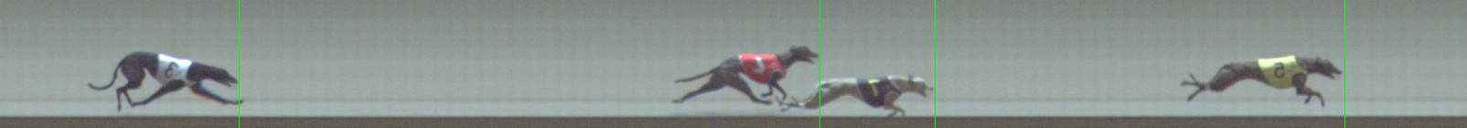 Greyhound Form Guide - Tasracing FORMPLUS | Data driven