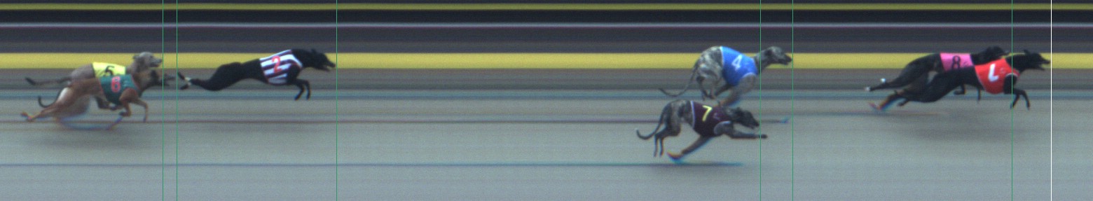 Greyhound Form Guide - Tasracing FORMPLUS | Data driven