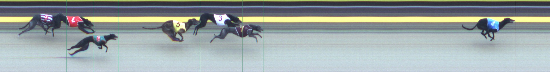 Greyhound Form Guide - Tasracing FORMPLUS | Data driven