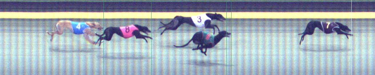 Greyhound Form Guide - Tasracing FORMPLUS | Data driven