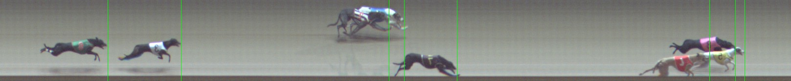 Greyhound Form Guide - Tasracing FORMPLUS | Data driven