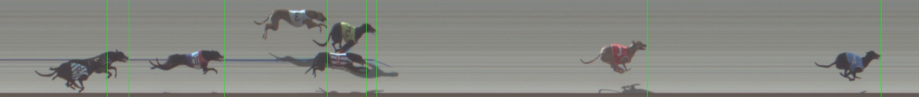 Greyhound Form Guide - Tasracing FORMPLUS | Data driven