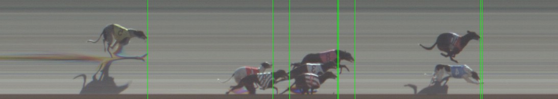 Greyhound Form Guide - Tasracing FORMPLUS | Data driven