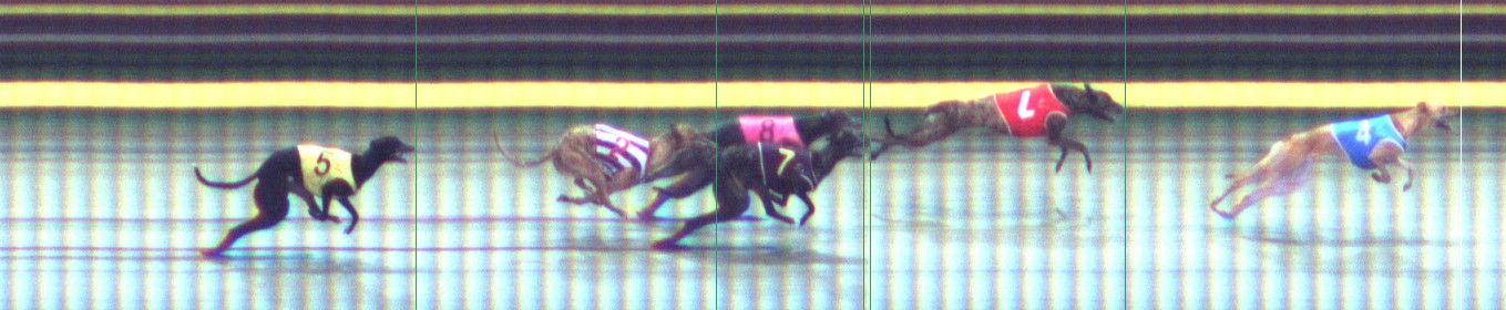 Greyhound Form Guide - Tasracing FORMPLUS | Data driven