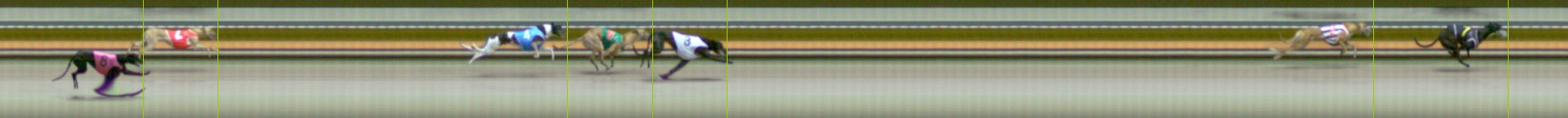 Greyhound Form Guide - Tasracing FORMPLUS | Data driven