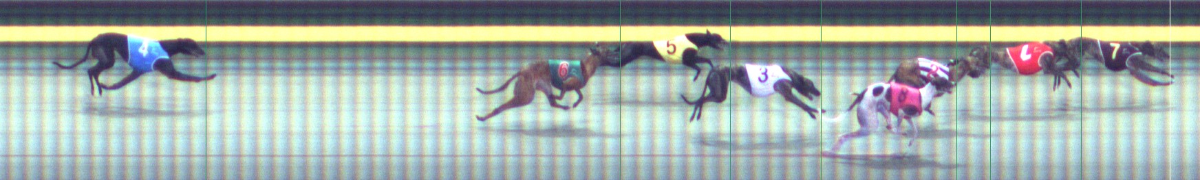 Greyhound Form Guide - Tasracing FORMPLUS | Data driven