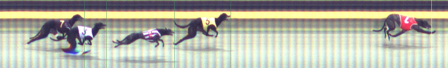 Greyhound Form Guide - Tasracing FORMPLUS | Data driven