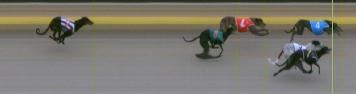 Greyhound Form Guide - Tasracing FORMPLUS | Data driven