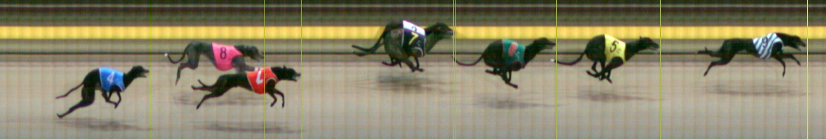 Greyhound Form Guide - Tasracing FORMPLUS | Data driven