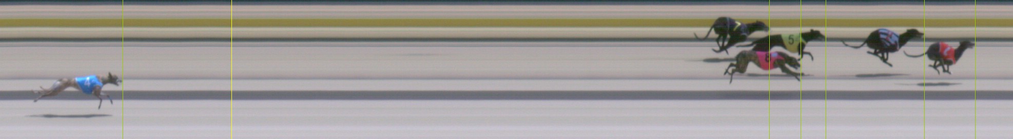 Greyhound Form Guide - Tasracing FORMPLUS | Data driven