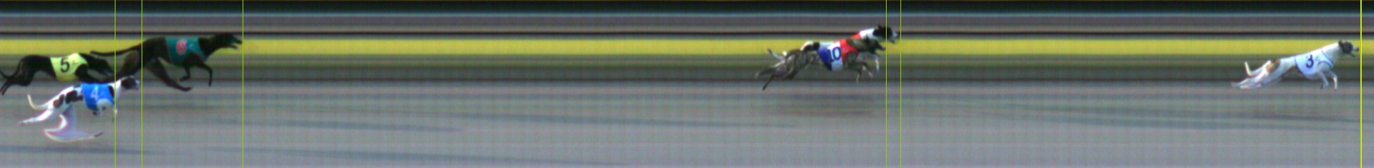 Greyhound Form Guide - Tasracing FORMPLUS | Data driven