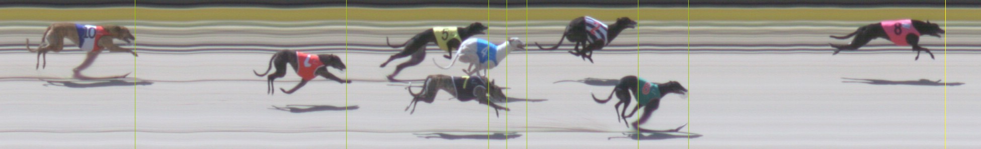 Greyhound Form Guide - Tasracing FORMPLUS | Data driven