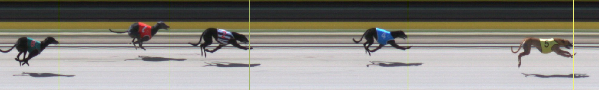 Greyhound Form Guide - Tasracing FORMPLUS | Data driven