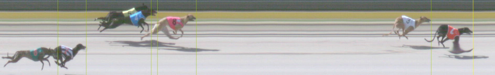 Greyhound Form Guide - Tasracing FORMPLUS | Data driven