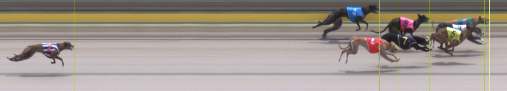 Greyhound Form Guide - Tasracing FORMPLUS | Data driven